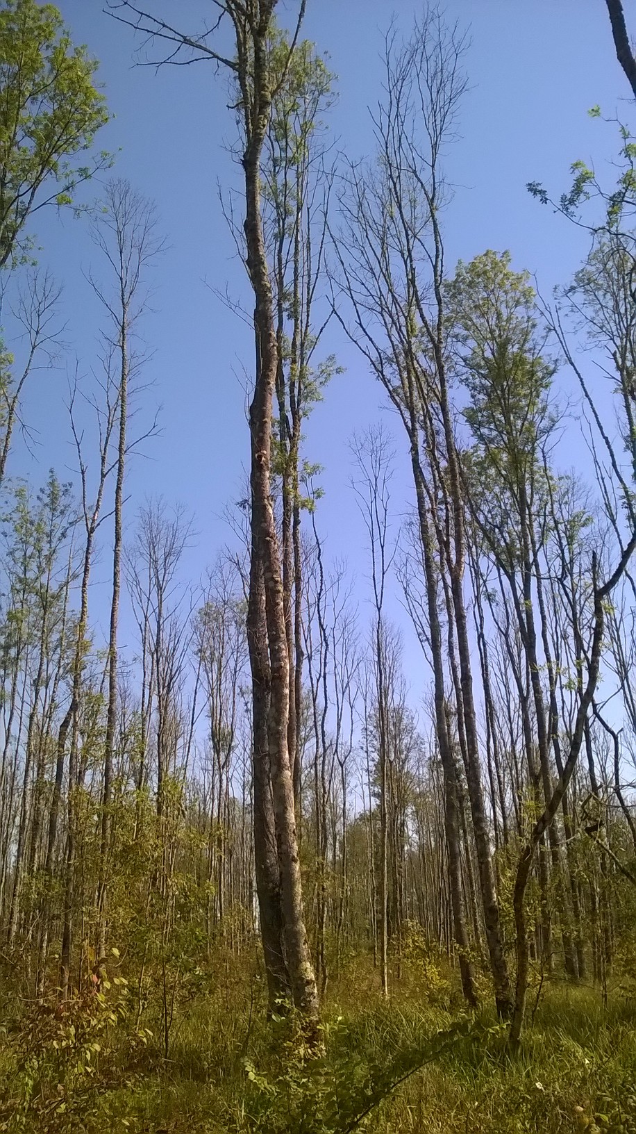 SATELITSKI NADZOR POLJSKOG JASENA: Novi projekt za očuvanje vrijednih ...